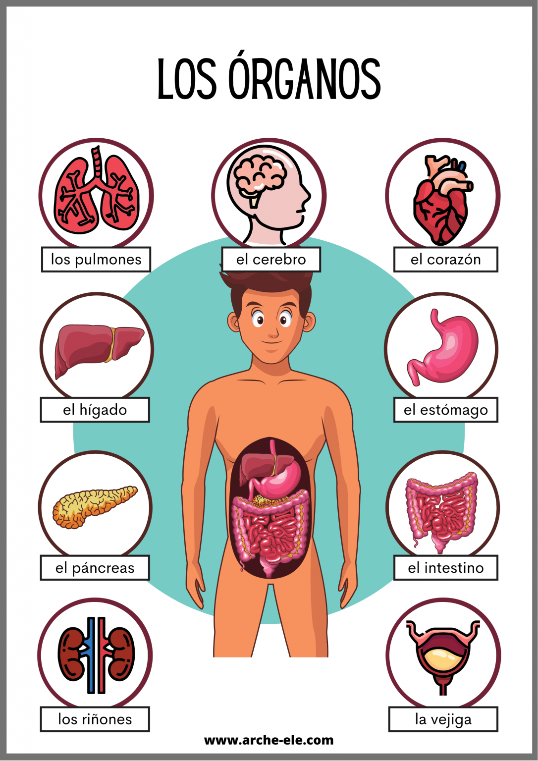 EL CUERPO HUMANO | VOCABULARIO | ELE Arche-ELE